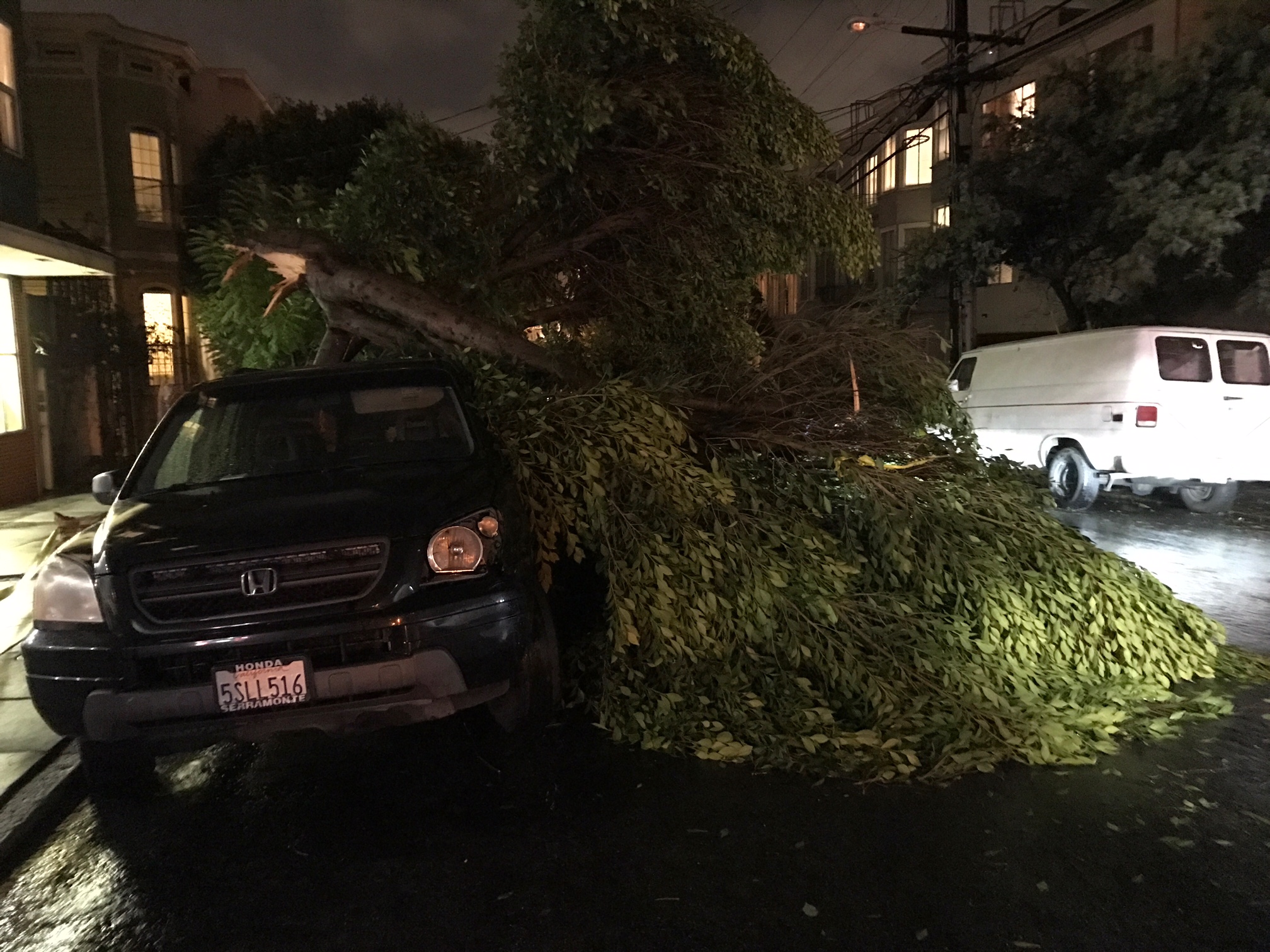Wind fells tree on Guerrero, heavy winds to resume – Capp Street Crap